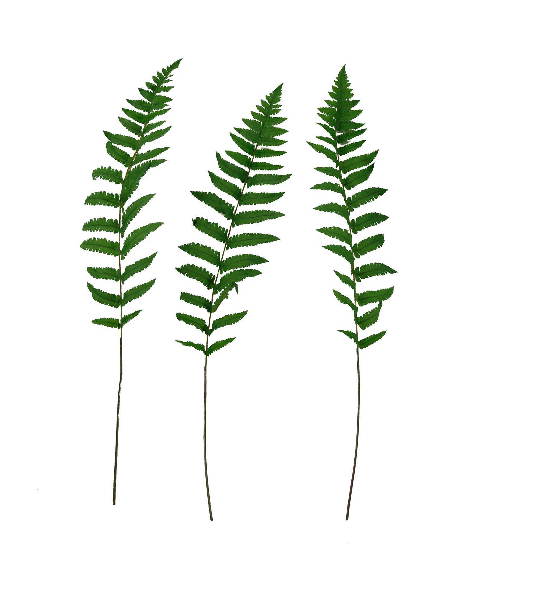 High Quality Artificial Long Silk Ferns (3-Pieces) – Skirmshop USA